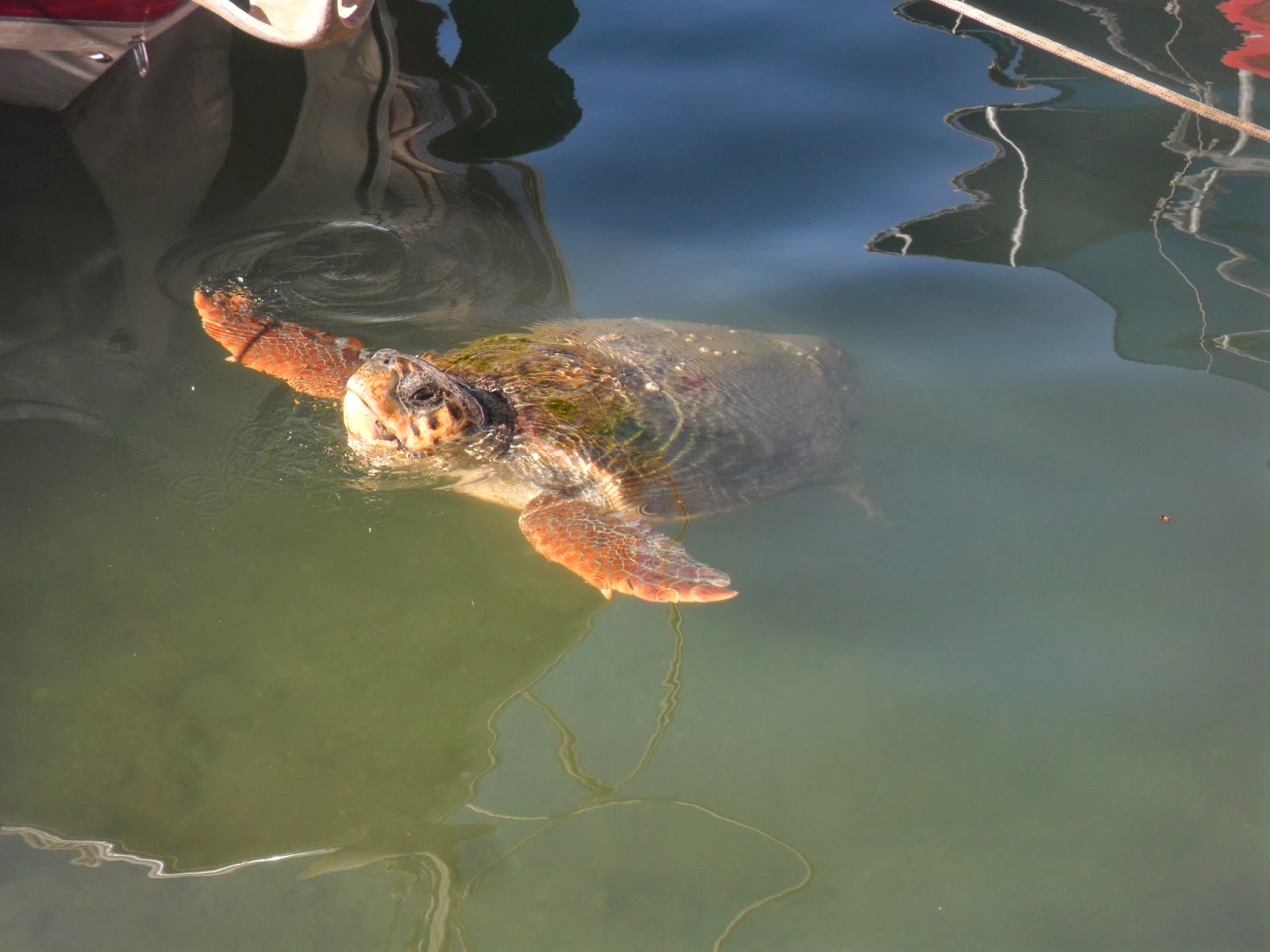 Sonnet: How To Survive a Turkish Gulet Trip and Review of The Seyhan Jan