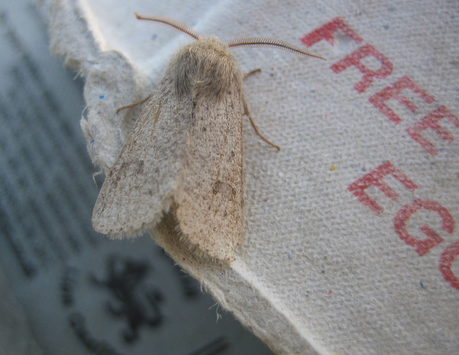 Martin's Moths: Powder in May