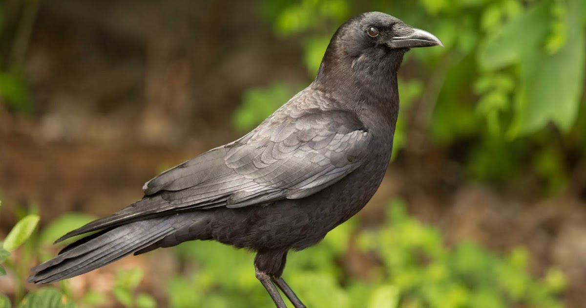 Union Bay Watch : A Curious Corvid