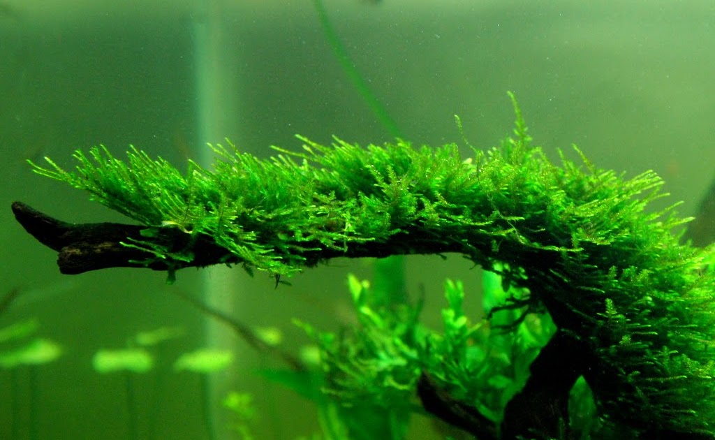 Variety of Life: Vesicularia