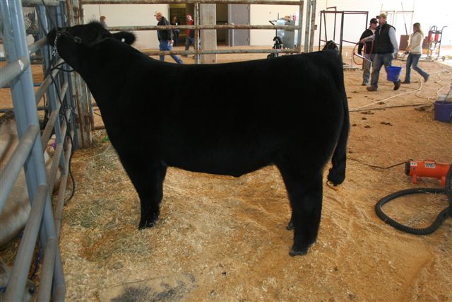 Austin Cattle Company: I have a few 1300+ fat steers ready to show, for ...