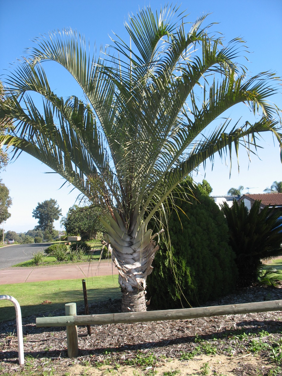 Triangle Palm Tree Like