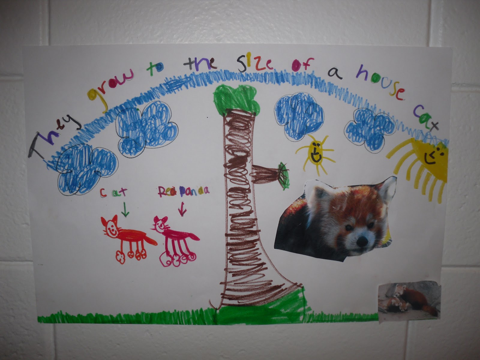 How Can We Save Endangered Animals?: Making Posters