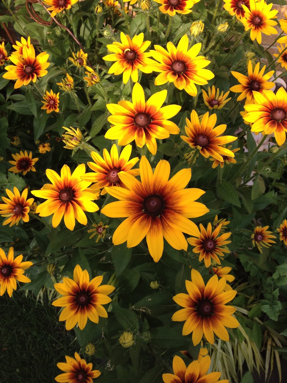 Winding Vine Wanderings: A finish and a winner