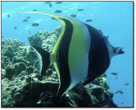 Kauai Family Travel: What fish you will see when snorkeling on Kauai