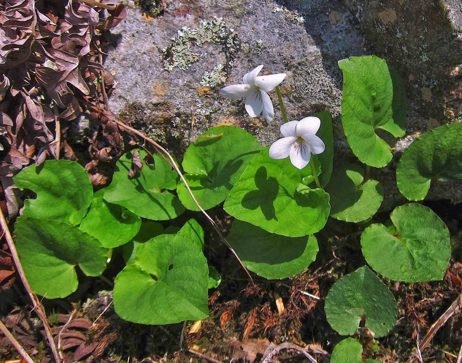 Saratoga woods and waterways: On the Hunt for the Missing Flowers