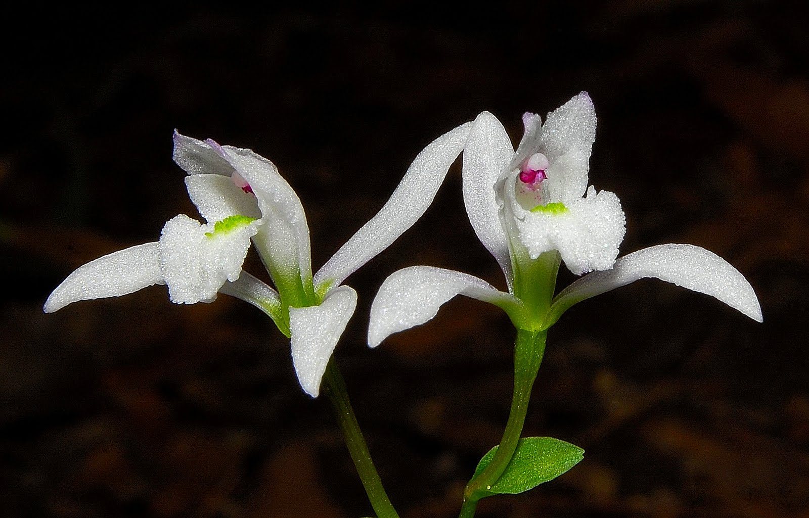 Get Your Botany On!: Triphora trianthophora, Three Birds Orchid