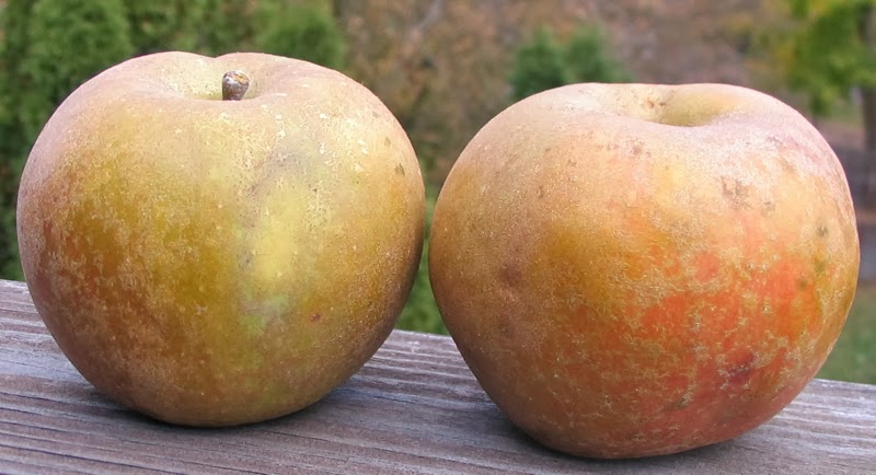 Ashmead vs. Ashmead - Adam's Apples