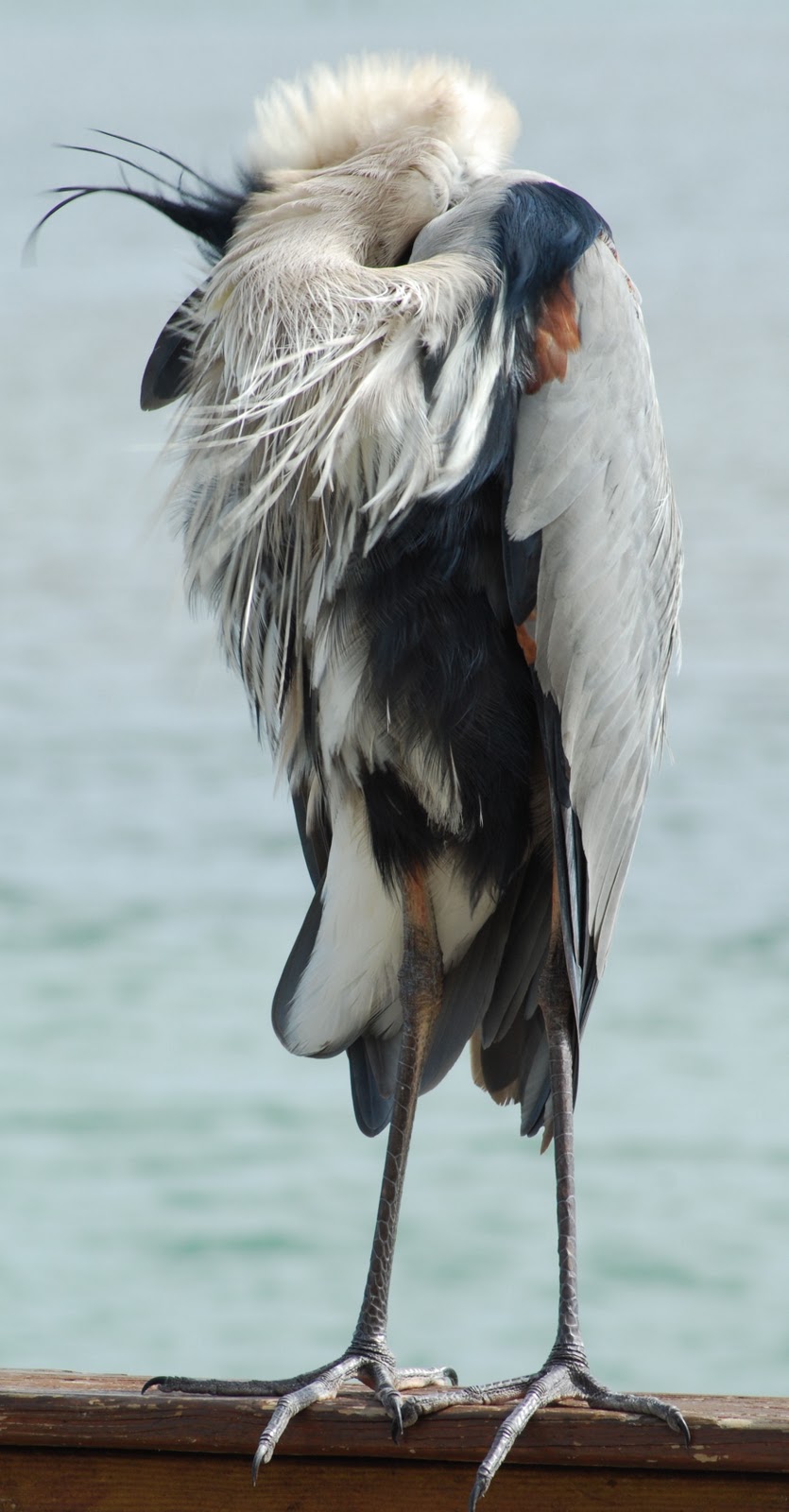 Old field Studio: Birds doing human things?