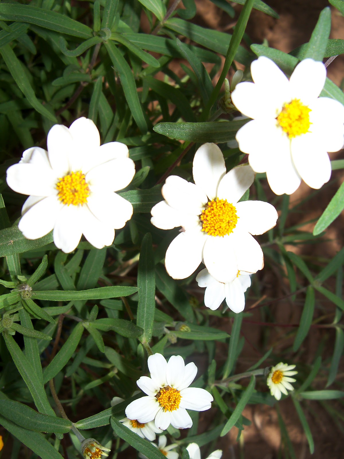 Tumbleweed Crossing: Summer Flowers