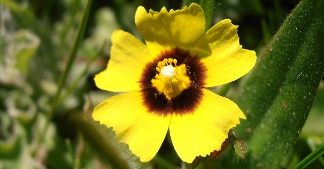 HIERBA TURMERA: Tuberaria guttata | Plantas rioMoros