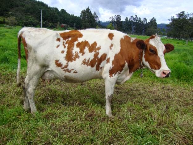 Metodologías para el aprendizaje de la historia