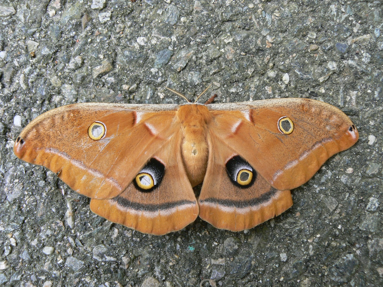 Adventures in Engineering: Polyphemus Moth