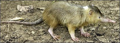 UN POCO DE AQUI,UN POCO DE ALLI: VA DE ANIMALES: El almiquí paradójico ...