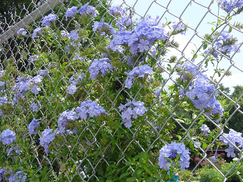 Φυτοσυμβουλές by Fleurs: Πλουμπάγκο - το μπλε γιασεμί