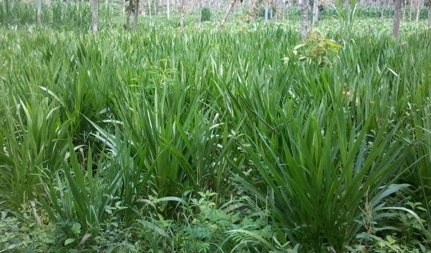 Cara Penanaman Rumput Gajah Odot ~ Catatan Tentang Lirik dan Pribadi ...
