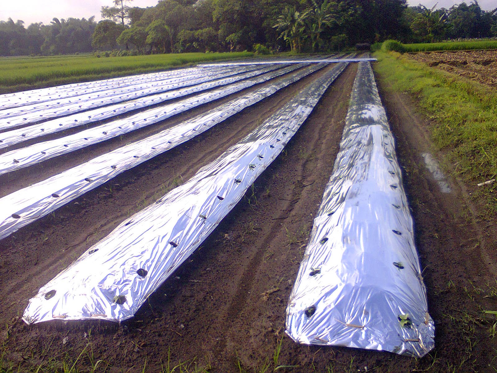 CARA MENANAM / BUDIDAYA KACANG PANJANG | Pertanian