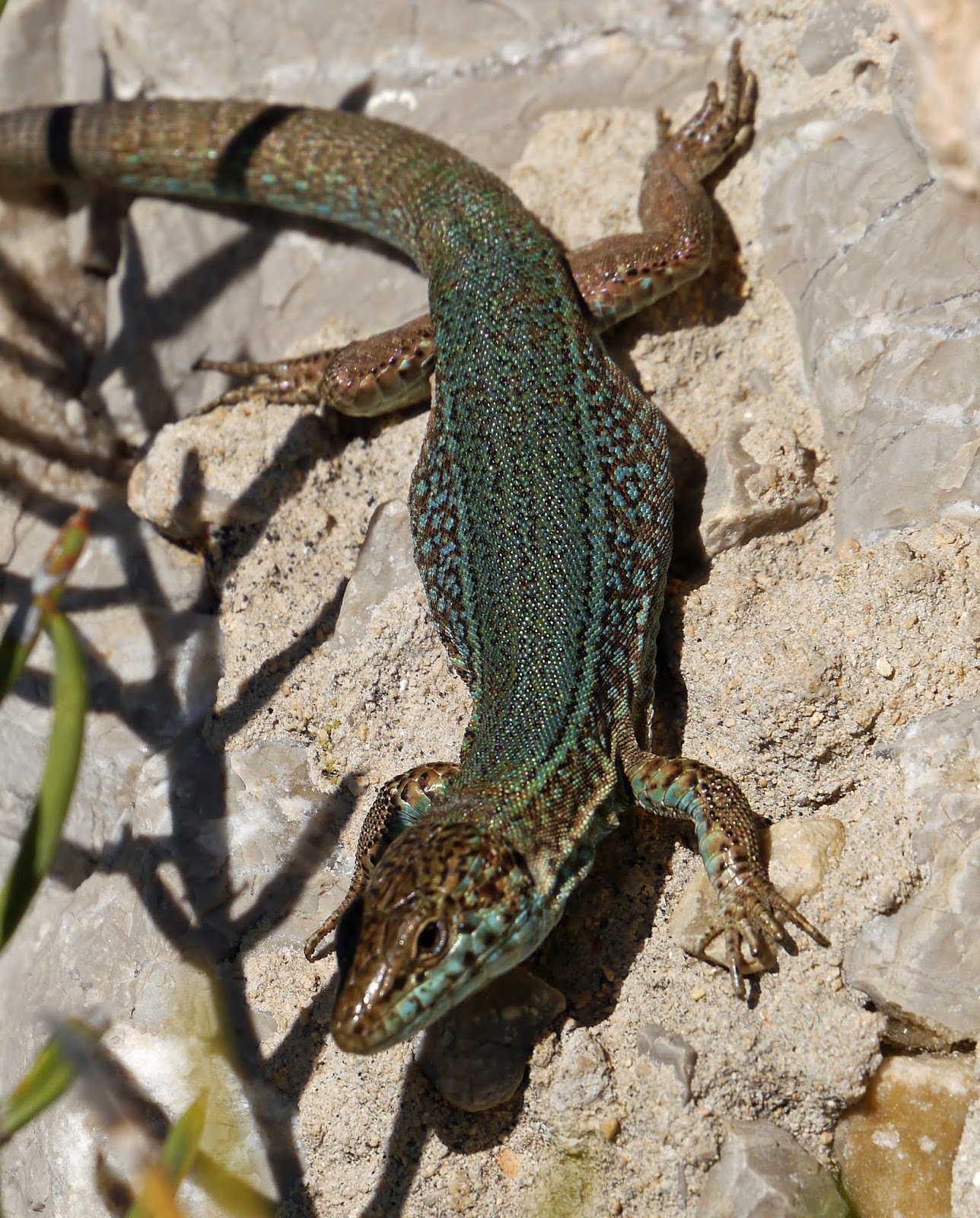 ANFIBIOS Y REPTILES Y PEQUEÑOS MAMIFEROS.: 2018