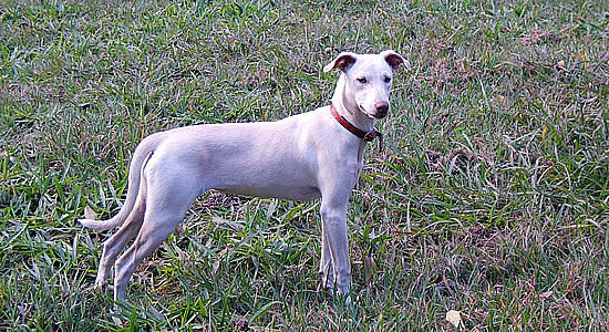 Floresta do Meio do Mundo: As raças brasileiras de cães
