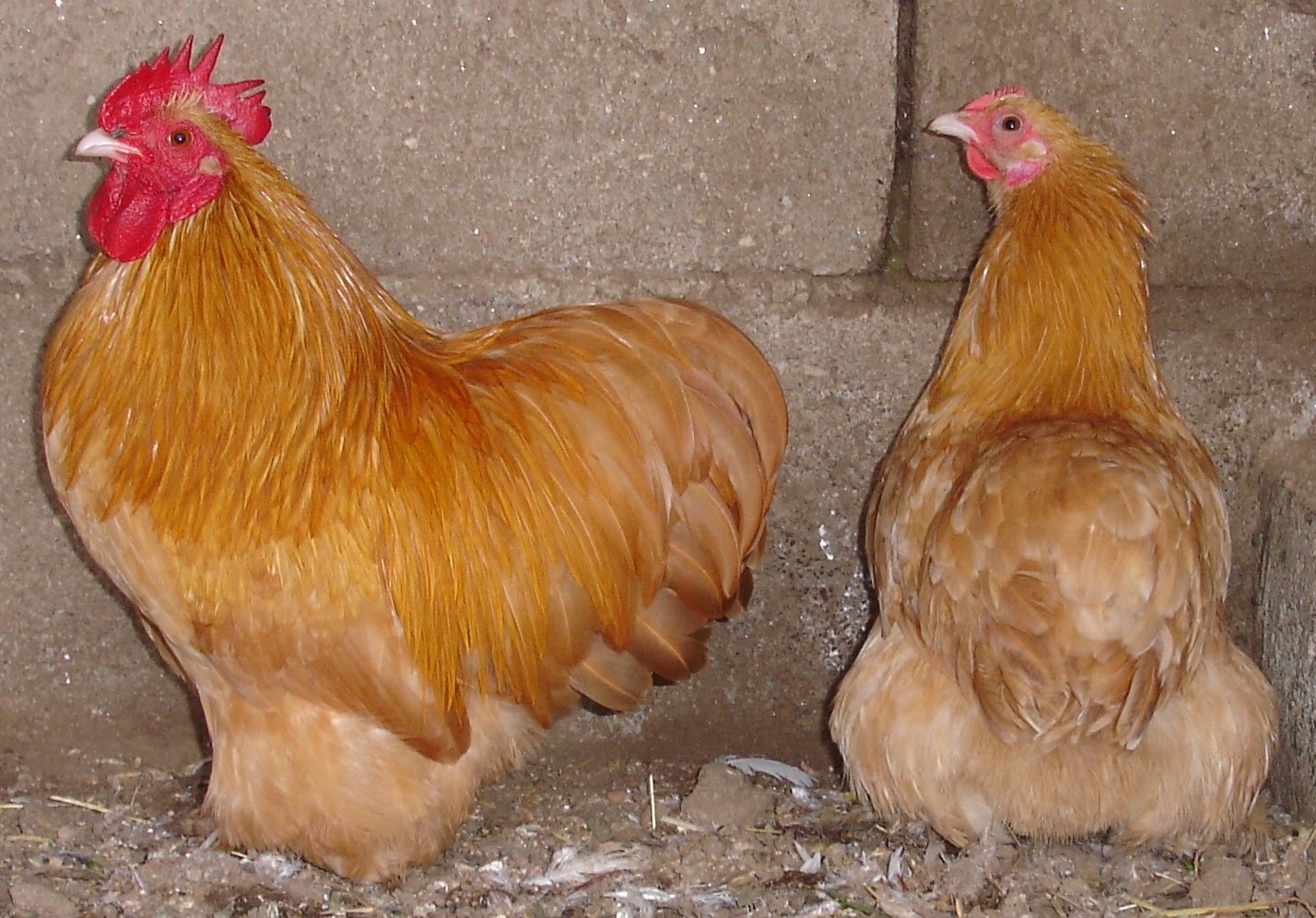 Aves de Gavião: Garnizés