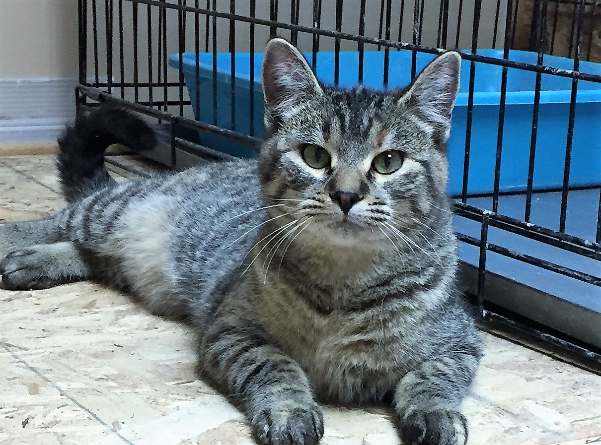 Hinton and District SPCA (serving Edson, Jasper, Hinton, Grande Cache ...