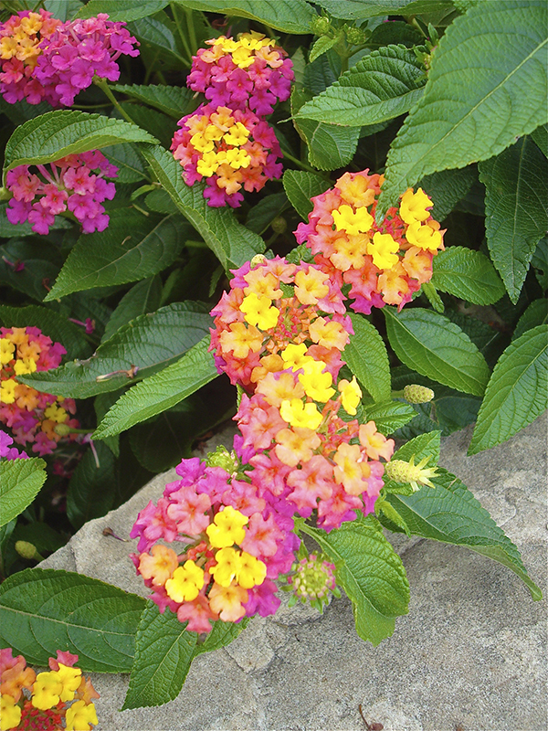 SpringLeaf Studios: Analogous Colors