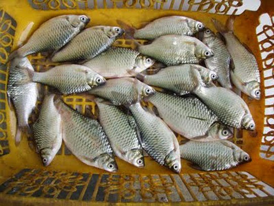 Mengetahui Cara Budidaya Ikan Tawes | Blog Newby