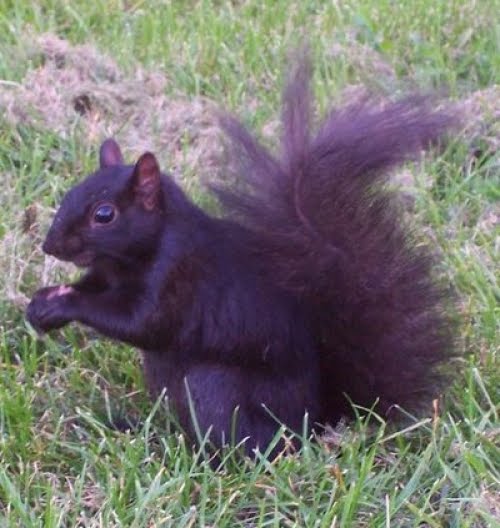 Animal Encyclopedia: Purple Squirrel