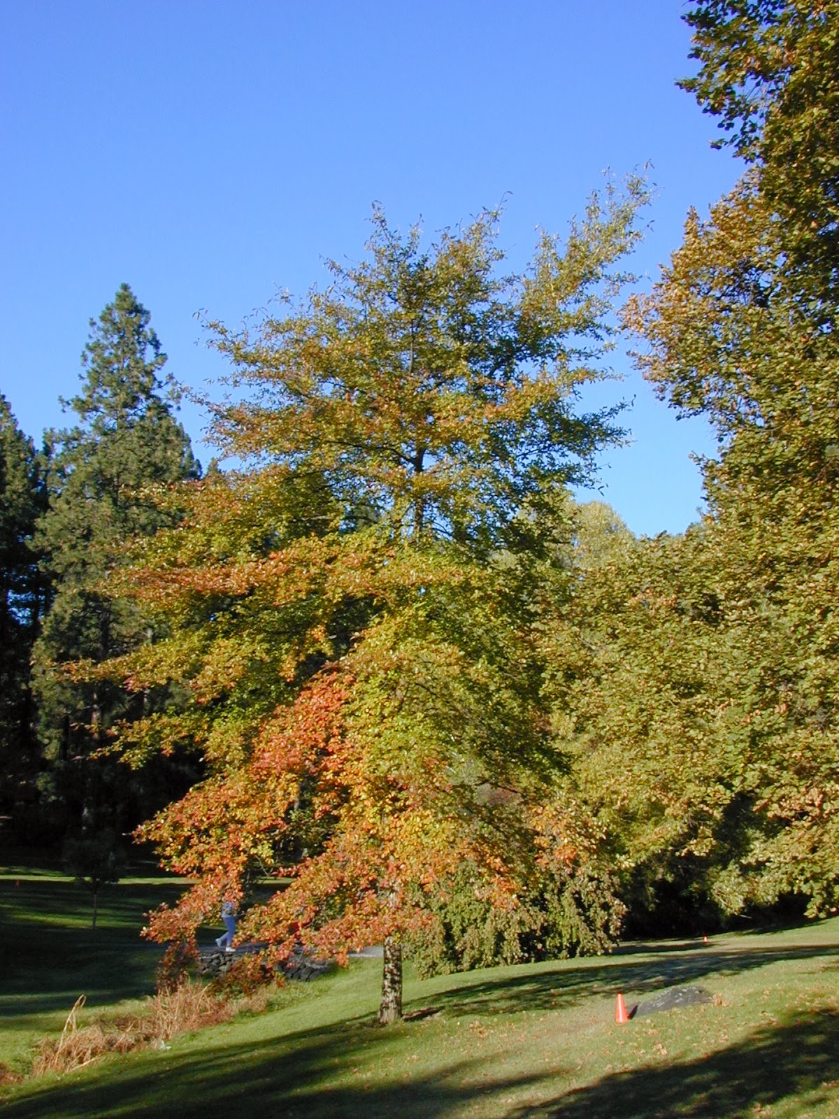 Trees of Santa Cruz County: Nyssa sylvatica - Tupelo tree