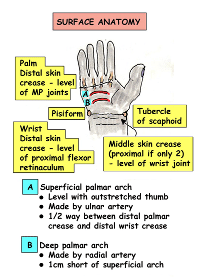 موقع الدكتور أحمد كلحى: صور تشريح : Anatomy : Surface Anatomy of the ...
