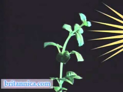 CIENCIAS NATURALES : Taxismos