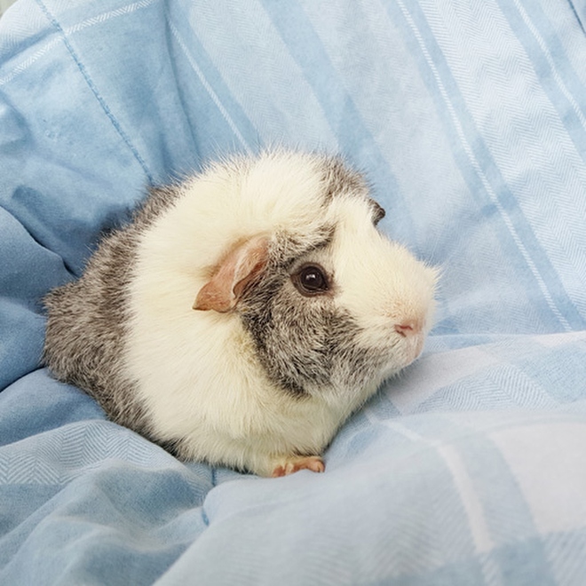 Zamorac ili Guinea Pig.: ZAMORAC ili Guinea Pig // životinjica koja će ...