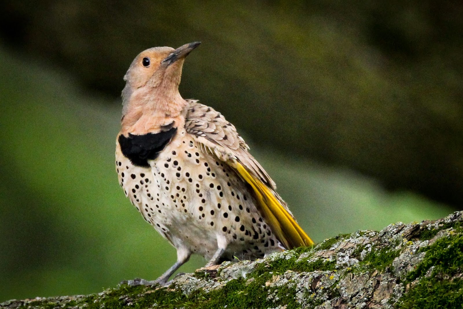 Feather Tailed Stories: Northern Flicker, Havenwoods State Forest