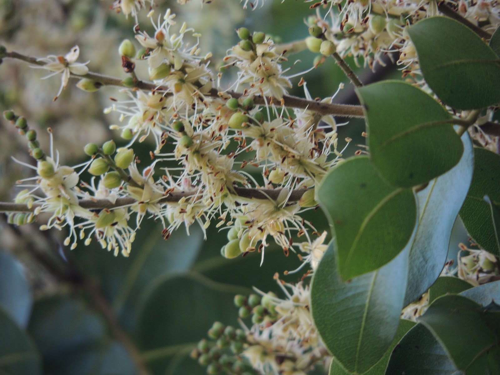 Fabaceae - Leguminosae no Brasil: Fabaceae - Copaifera langsdorffii ...