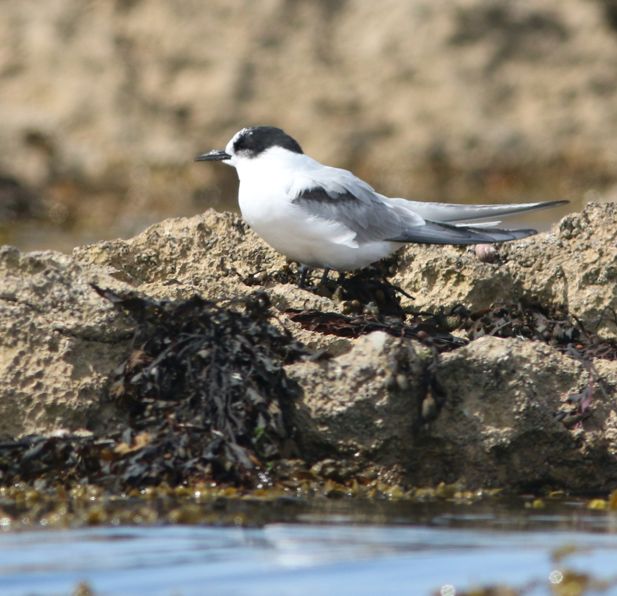 Kerry Birding: Maharees Little Terns fledge
