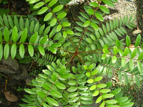 Pasak Bumi | Tongkat Ali | Herbal Kalimantan: Khasiat Pasak Bumi