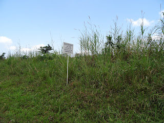 Developments in rural areas across the world: When economics drives the ...