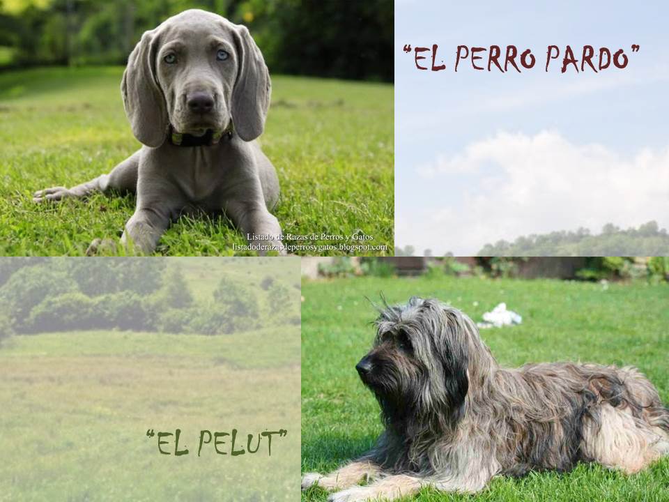 MI QUERIDA OPINION.: "EL PITU"... "EL PERRO PARDO"..."EL PELUT"... Y ...