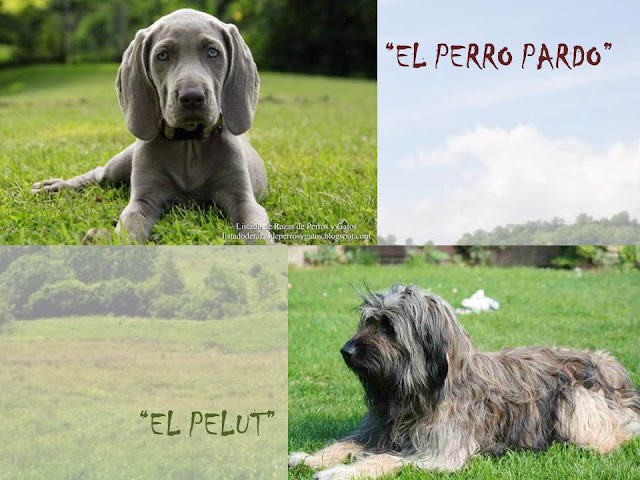 MI QUERIDA OPINION.: "EL PITU"... "EL PERRO PARDO"..."EL PELUT"... Y ...