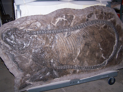 The Natural World: Xiphactinus: The Inception Fossil