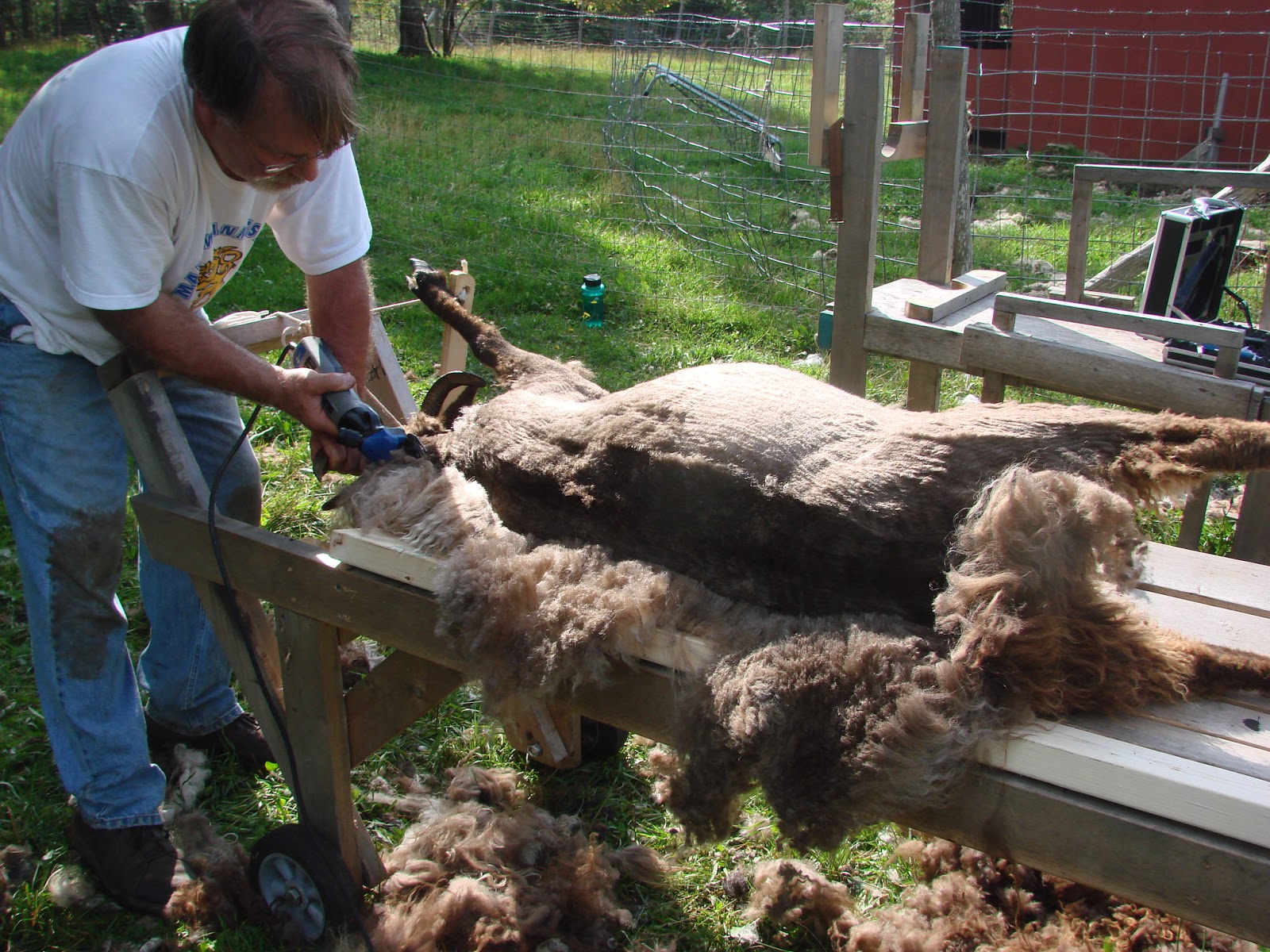 Kilpelän Luomutila ja Sen Ympäristö: My Self-Loading Sheep Shearing Table