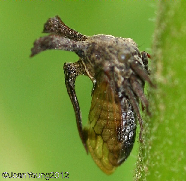South African Photographs: Treehopper