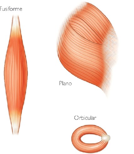 Portfoli de Biologia: T-5 La relació: Els organs dels sentits i l ...