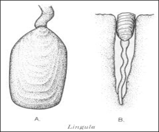 Brachiopoda | iixball's blog