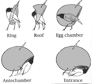 Ropes and Poles: Animal Pioneering: Masked Weaver's Nest