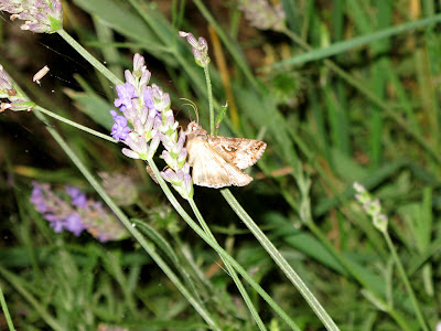 BugBlog: Night pollinators