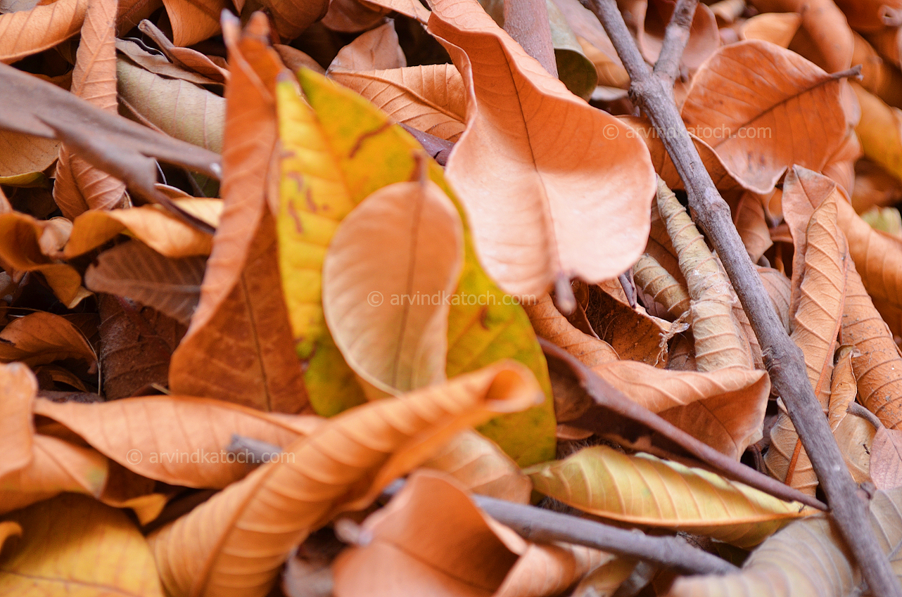 Beautiful HD Picture of Fallen Leaves