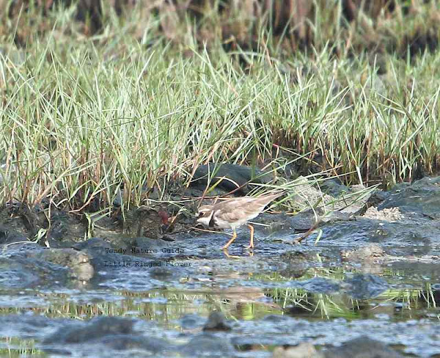 Wendy Nature Guide: Migration Check 2018-2019: Red-Necked Stint