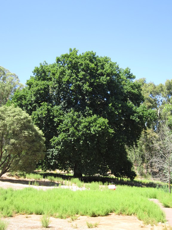Down the Right of Way: Fred Jacoby Park