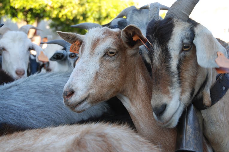 TRANSGRAFIAS: #51 Gado caprino